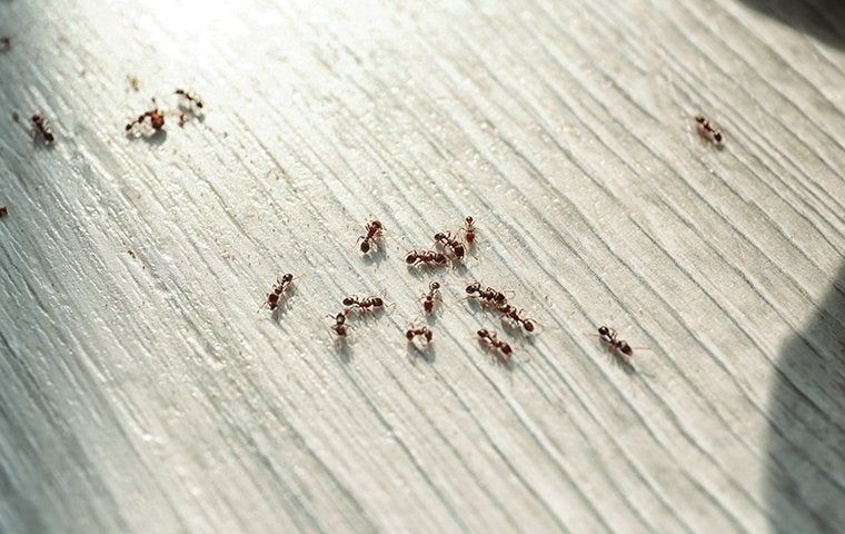 Ant Control 101: Everything You Need To Know About Ants In Knoxville ...